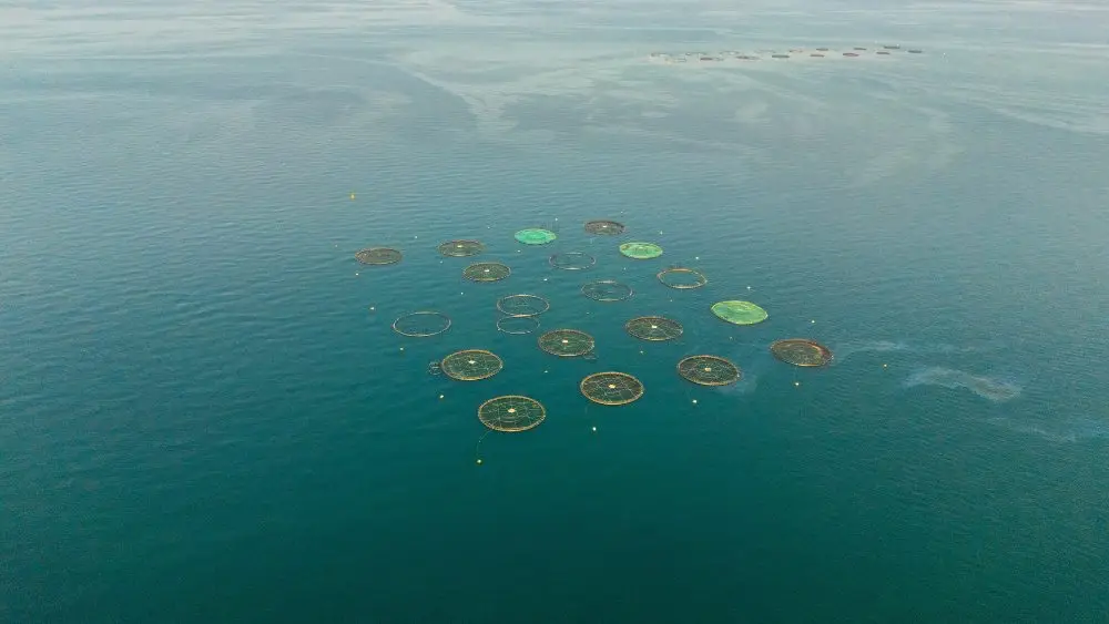 Dahua deploys offshore surveillance to Turkish fish farm